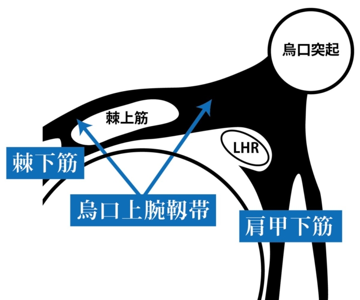 解剖学講座受講してきました！ | ぜんしん整形外科 スタッフブログ
